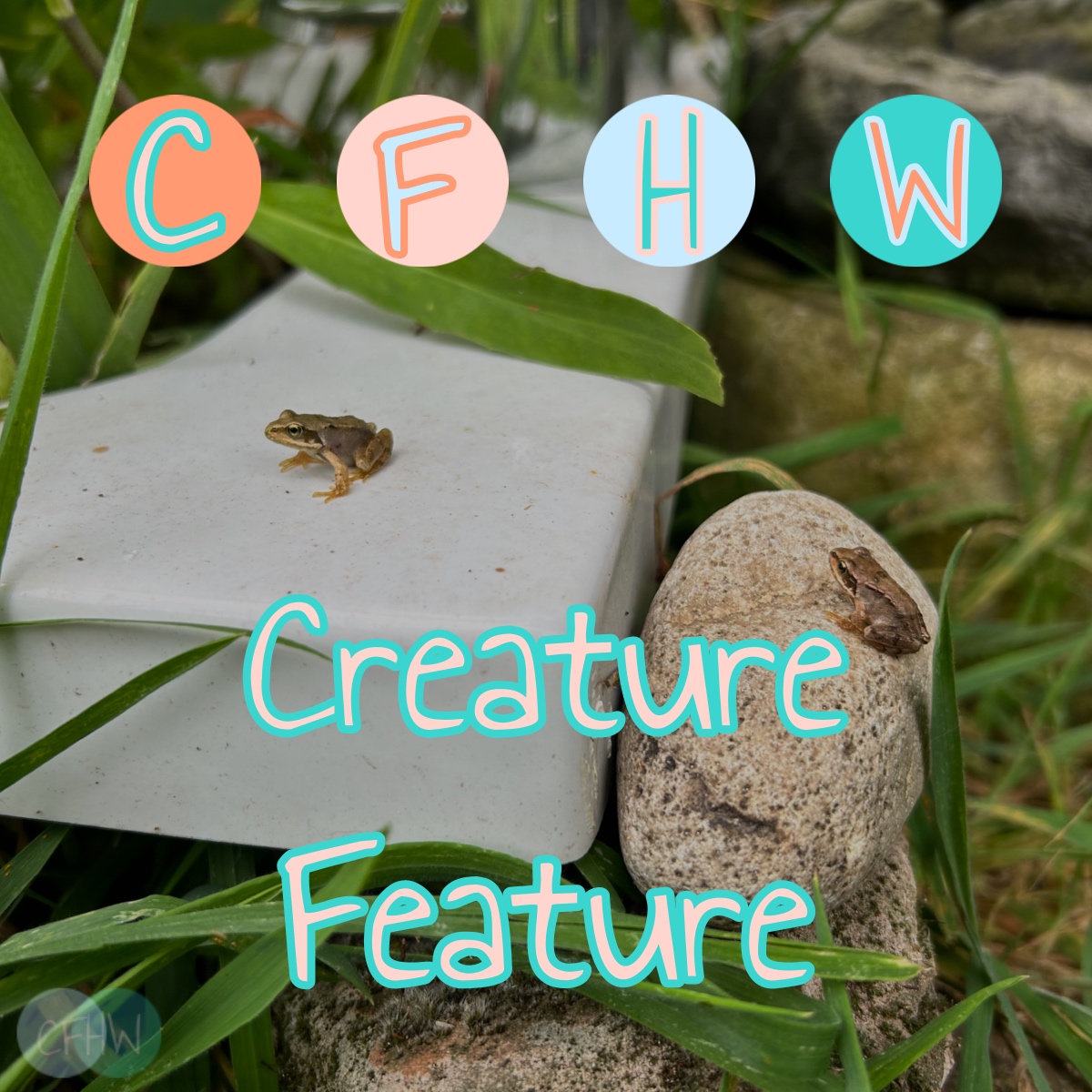 Froggles! – Carole Finds Her Wings